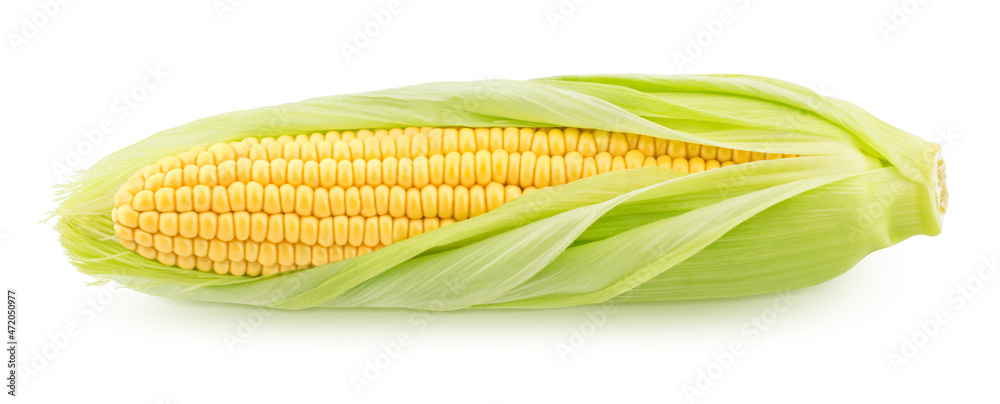 Fresh whole half peeled corn cob isolated on a white background. Stock ...
