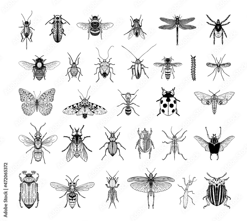 Insects Black And White Clipart