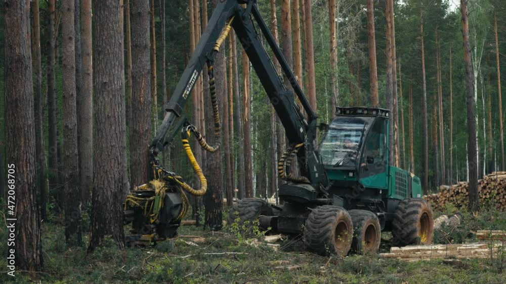 Felling machine is harvesting wood from trees. Industrial felling ...