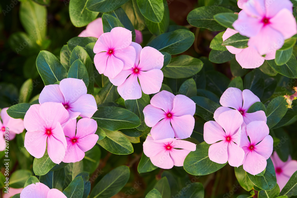 Close up of beautiful pink Catharanthus roseus. It is also known as ...