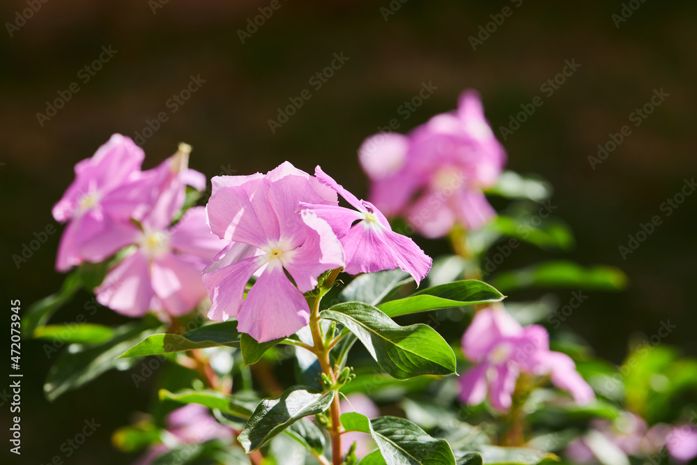 Close up of beautiful pink Catharanthus roseus. It is also known as ...