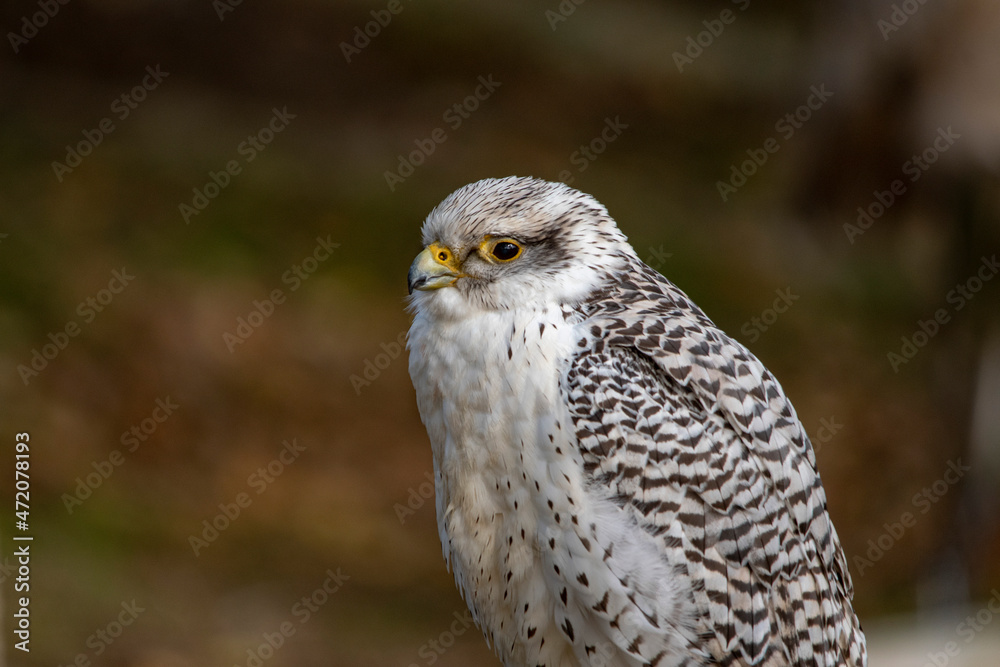 Falco rusticolus - The gyrfalcon or gyrfalcon is a species of ...