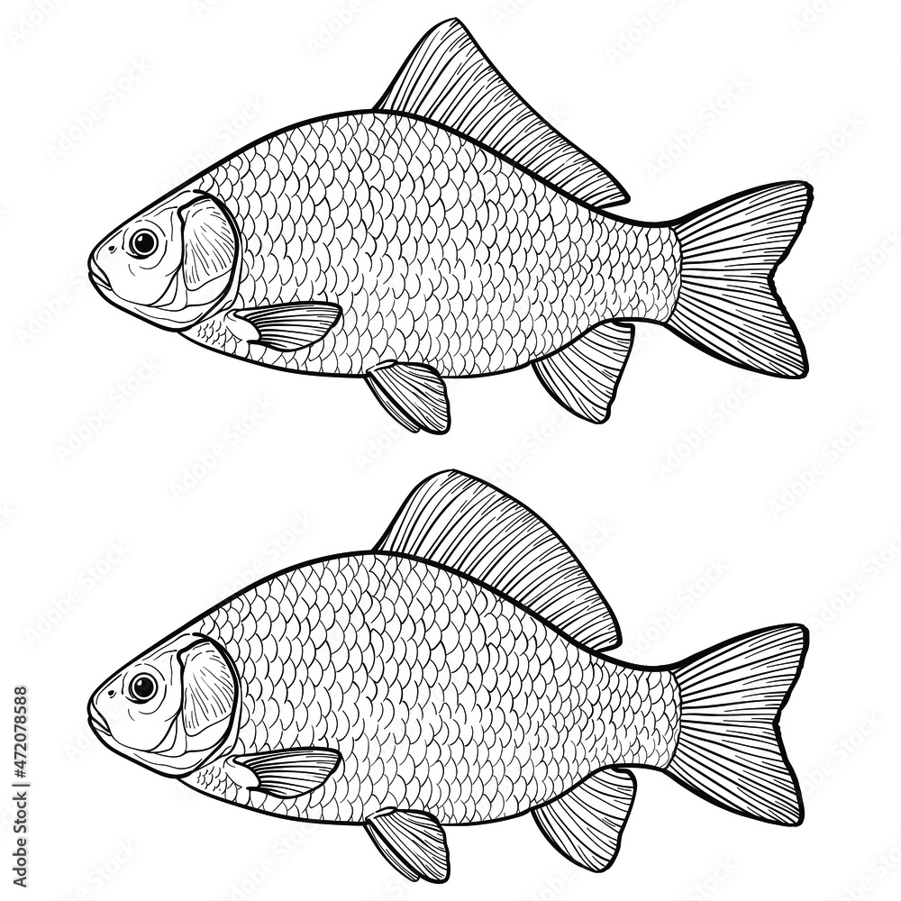 Fish crucian carp, isolated black and white, hand drawn. Realistic ... Fish crucian carp, isolated black and white, hand drawn. Realistic ...