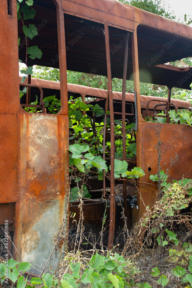 Old rusty buses in thickets of green grass. Nature devours technology ...