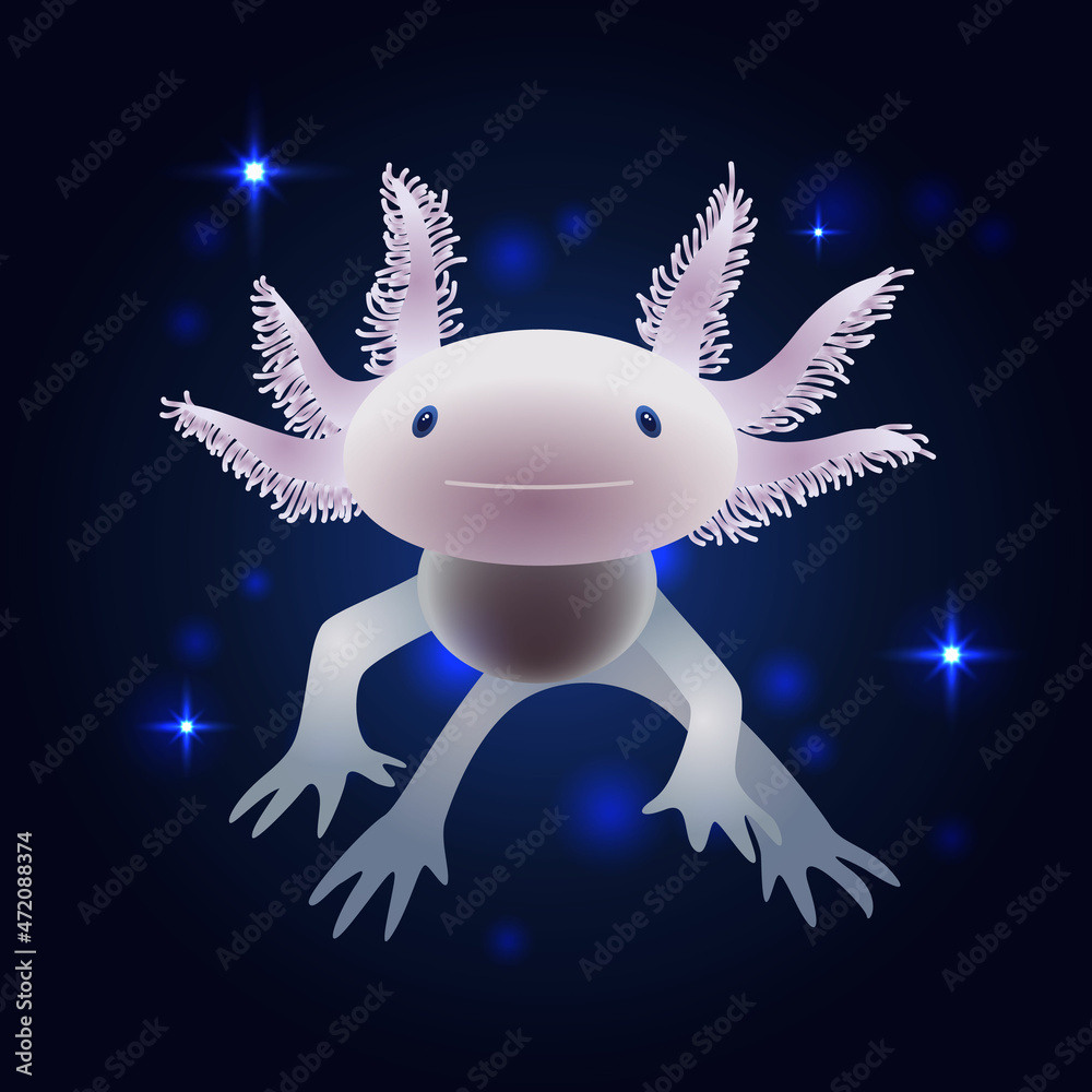 Poster Axolotl vector illustration. Ajolote – Wall Art | UkPosters