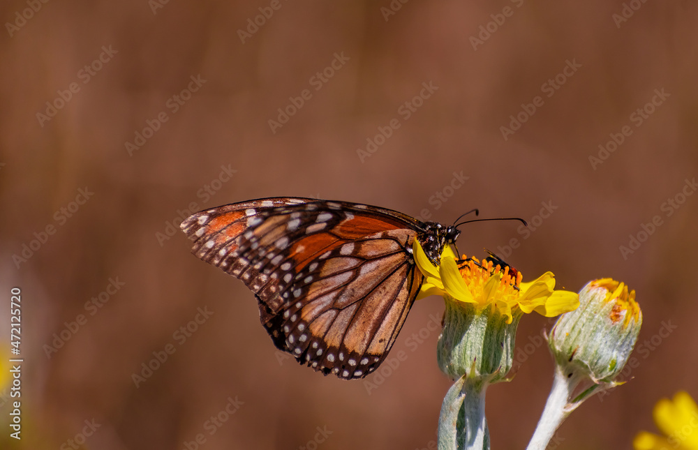 Mariposa Monarca Danaus Plexippus Stock Photo Adobe Stock