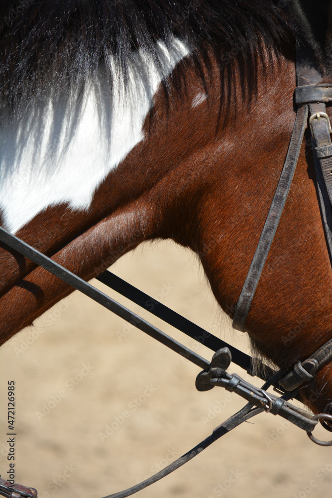head and rump of a horse, brown horse with reins and muzzle on Stock ...