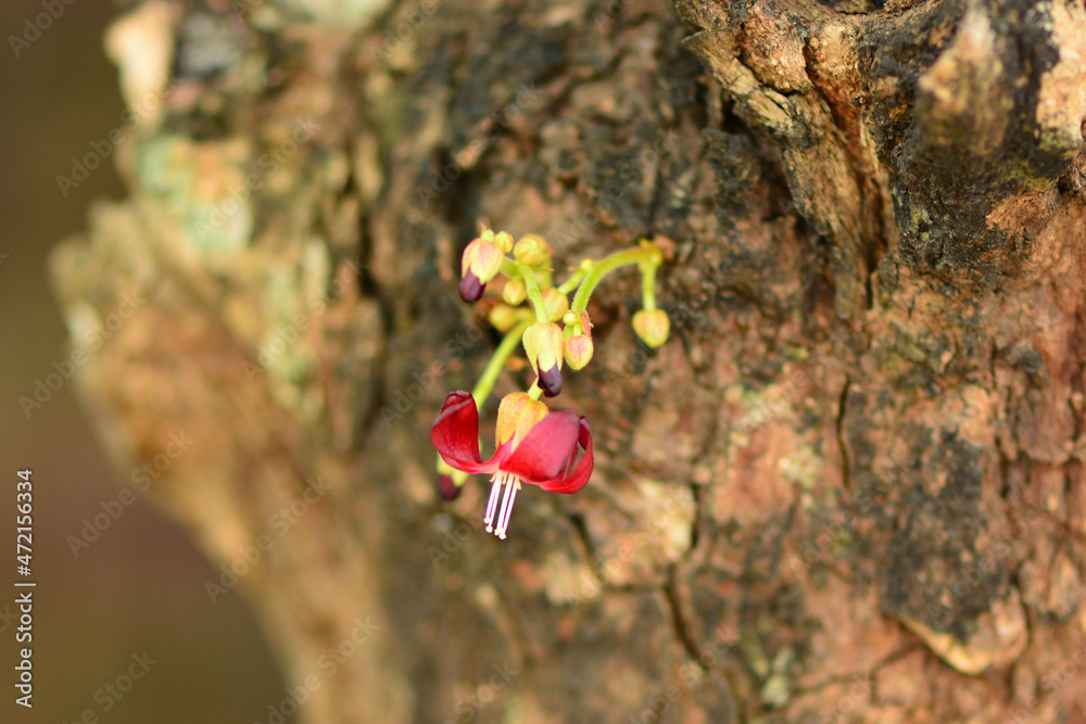 Averrhoa bilimbi. commonly known as bilimbi, cucumber tree, Belimbing ...