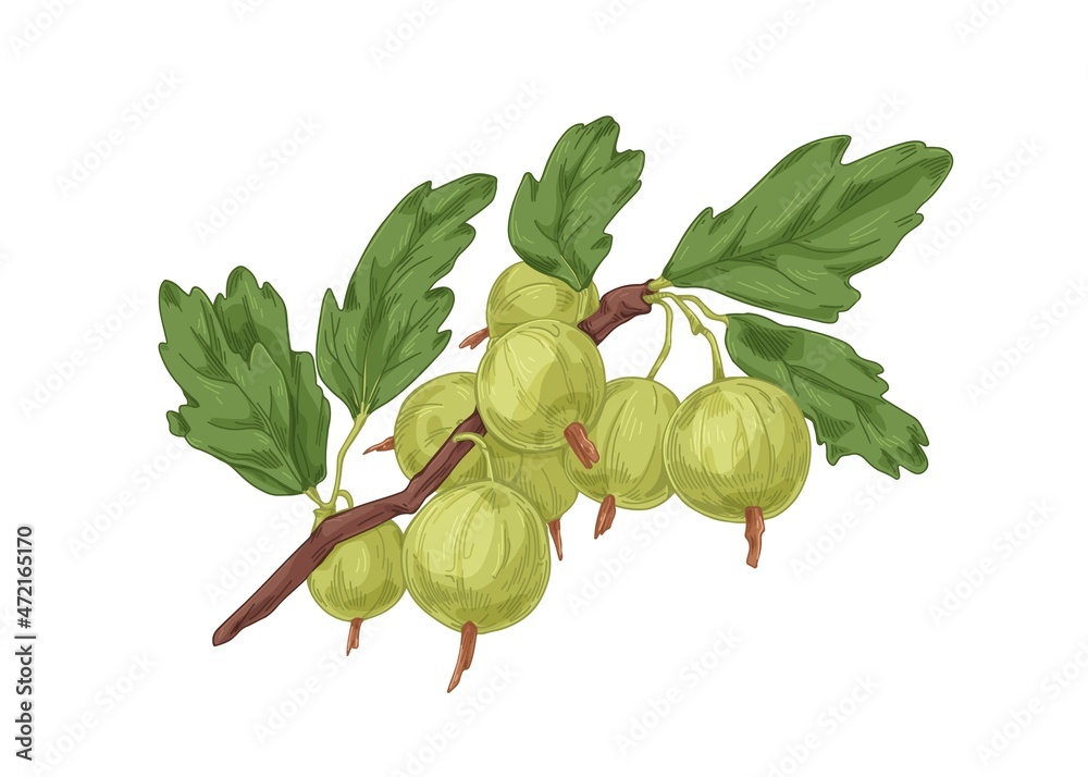 Gooseberry branch with fresh ripe green berries and leaf. Vintage ...