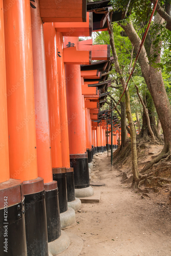 Side view of Senbon Torii (Thousands Torii Gates) -a corridor of ...