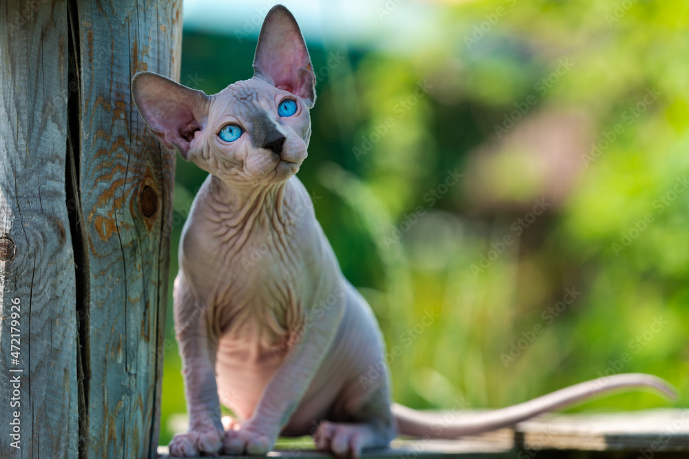 Canadian Sphynx Cat sitting on wooden playground of boarding kennel ...