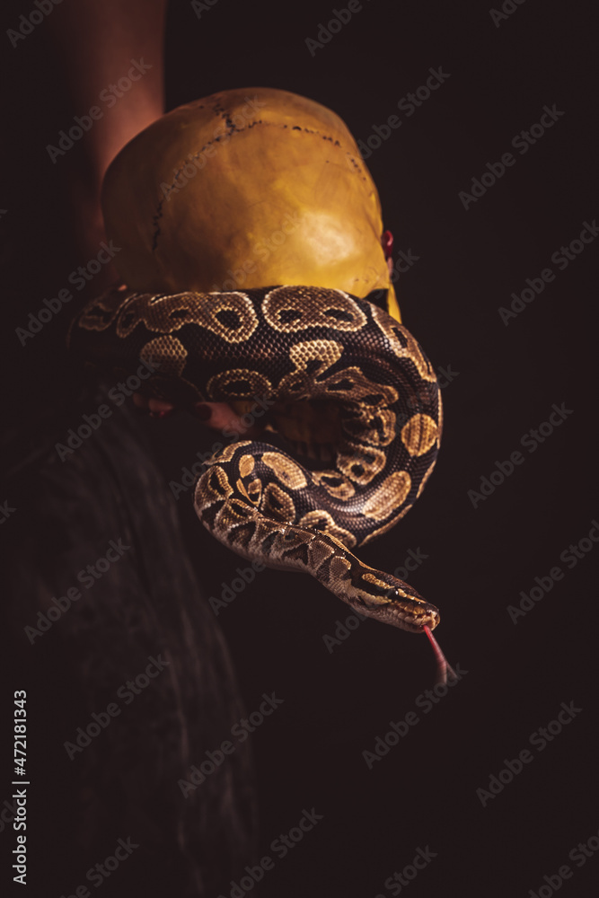 Serpent Stock Photo | Adobe Stock