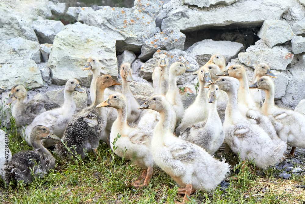 Animal farm theme. A group of yellow and gray domestic ducks with ...