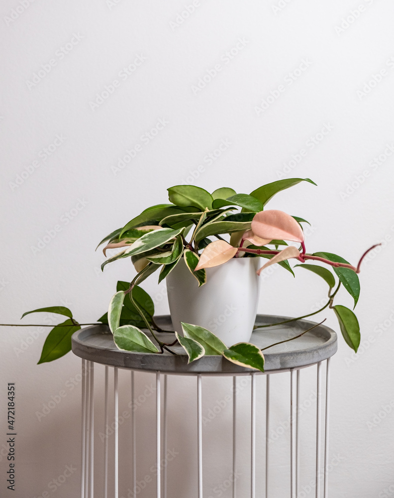 Hoya crimson princess variegated Hoya Carnosa indoor houseplant with ...