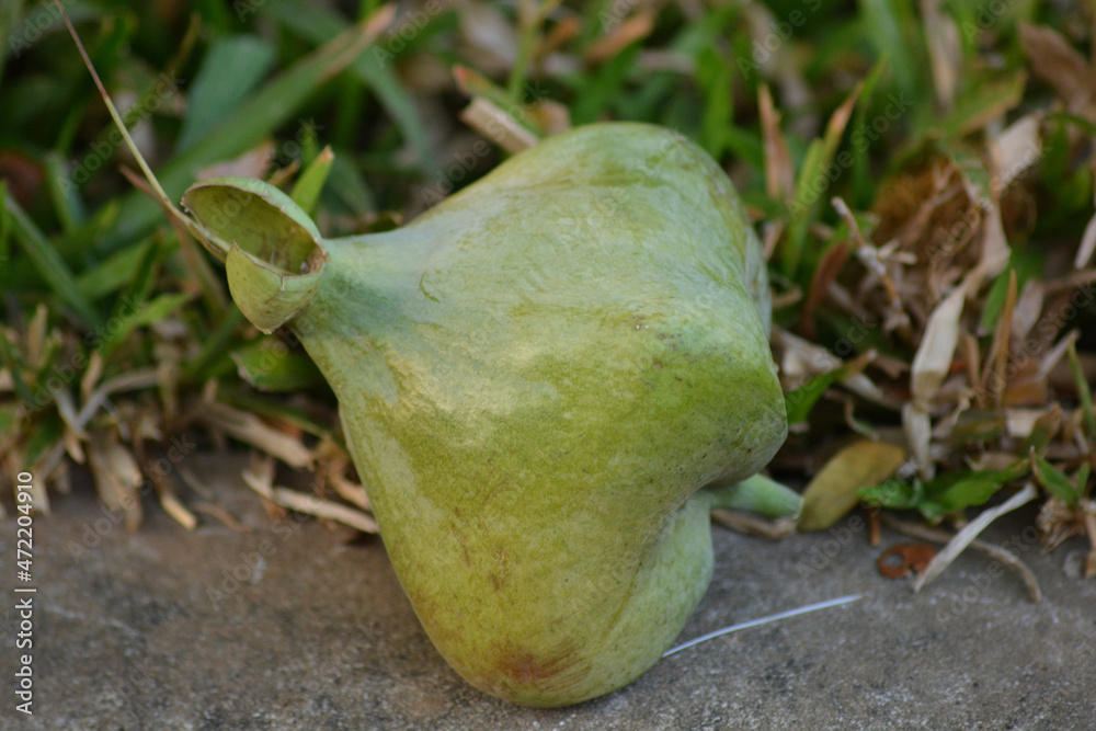 Barringtonia asiatica, fish poison tree, putat or sea poison tree is a ...