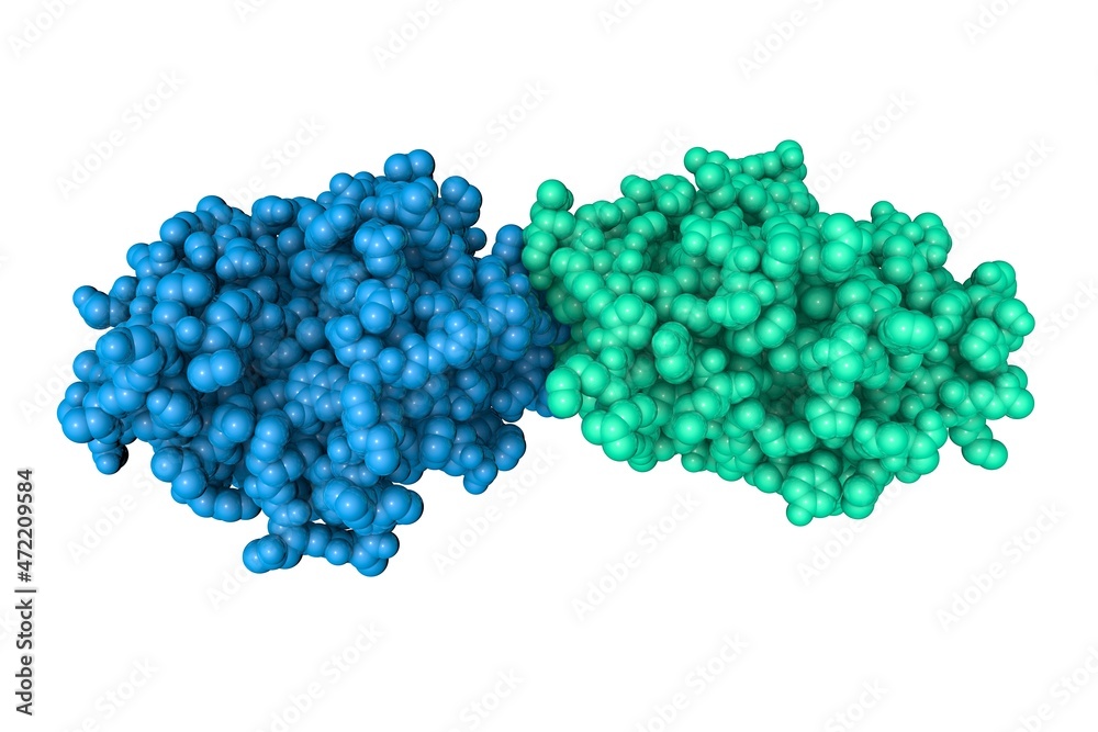 Space-filling molecular model of human cathepsin B in complex with ...