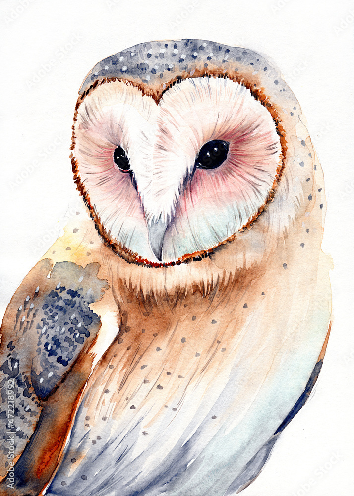 Barn Owl Eyes Drawing
