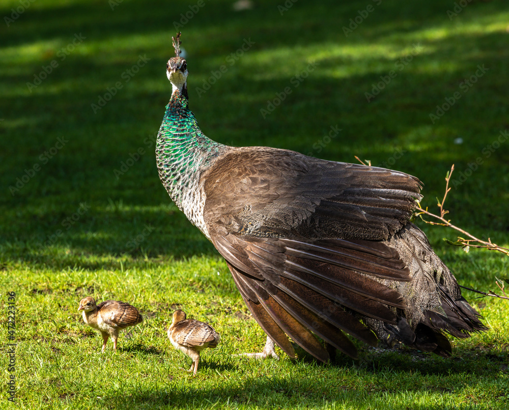 The Indian peafowl mom with little babies. Blue peafowl, Pavo cristatus ...