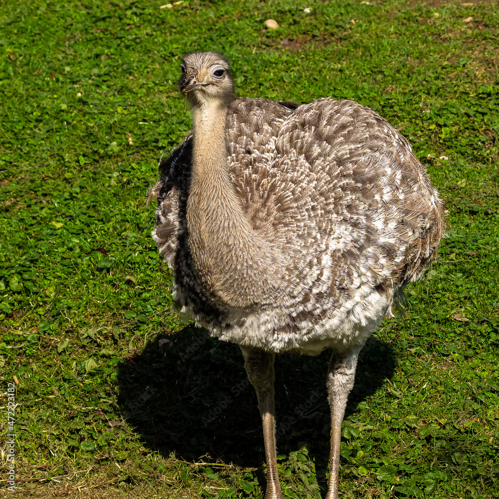 Darwin's rhea, Rhea pennata also known as the lesser rhea. Stock Photo ...