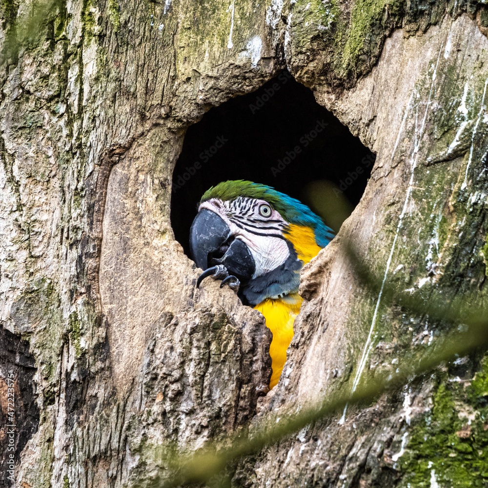 The Blue-and-yellow Macaw, Ara ararauna is a large South American ...