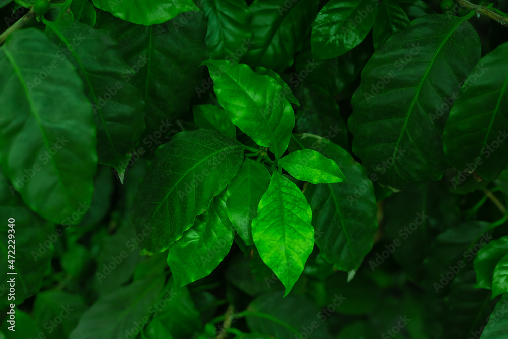 Coffee tree leaves close . Tropical greenhouse plantation. Green ...