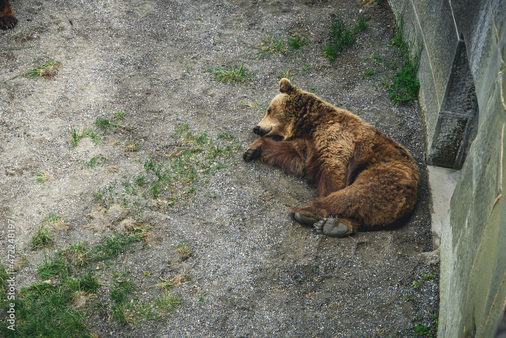 European brown bear in Bern Bear (Bären Park) in Bern, Switzerland ...