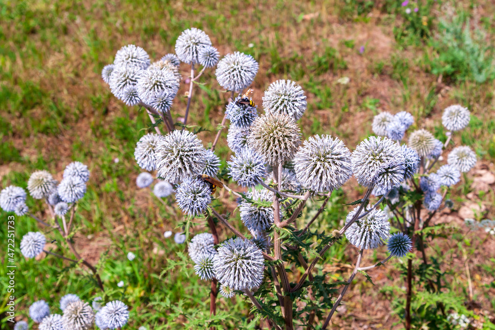 Echinops bannaticus Blue Glow. Echinops bannaticus, known as the blue ...