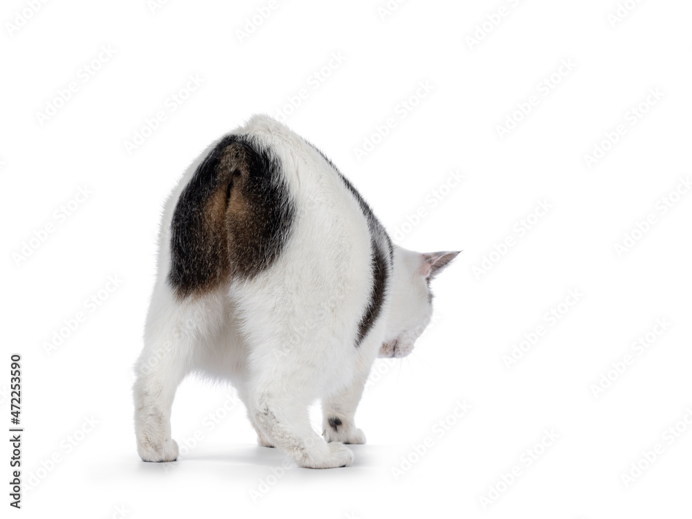 Cat With No Tail