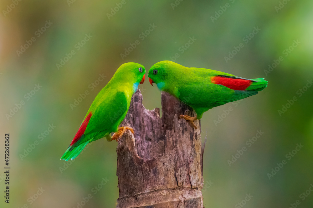 HANGING PARROT:: The hanging parrots are birds in the parrots genus ...