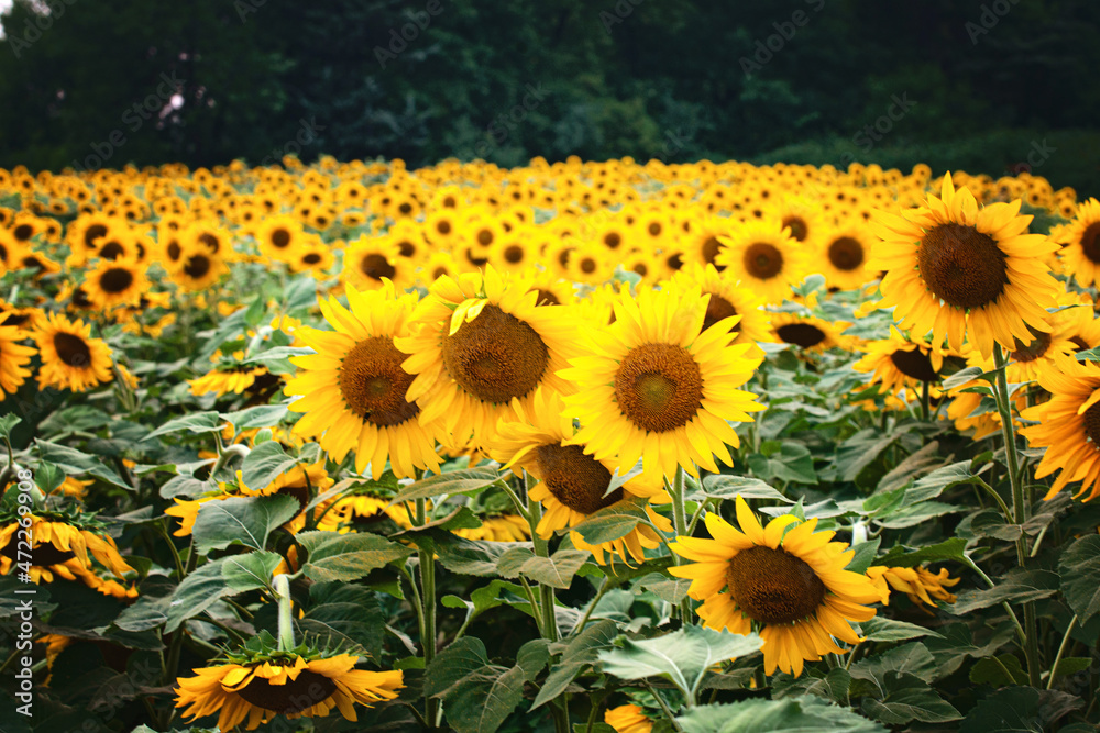 Sunflower field landscape at sunset. Stock Photo | Adobe Stock