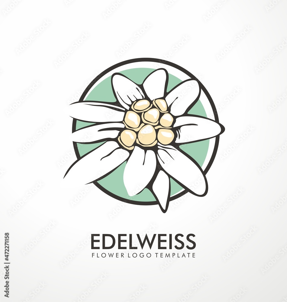 Edelweiss flower artistic drawing concept for logo design or branding ...