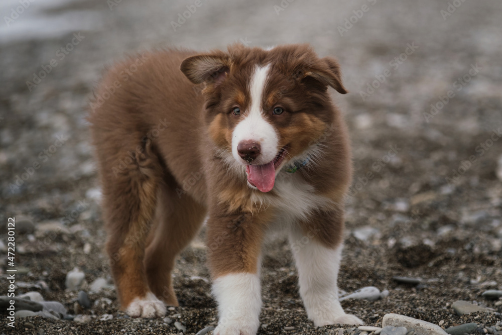 Australian Shepherd Red tricolor portrait close up. White stripe on ...