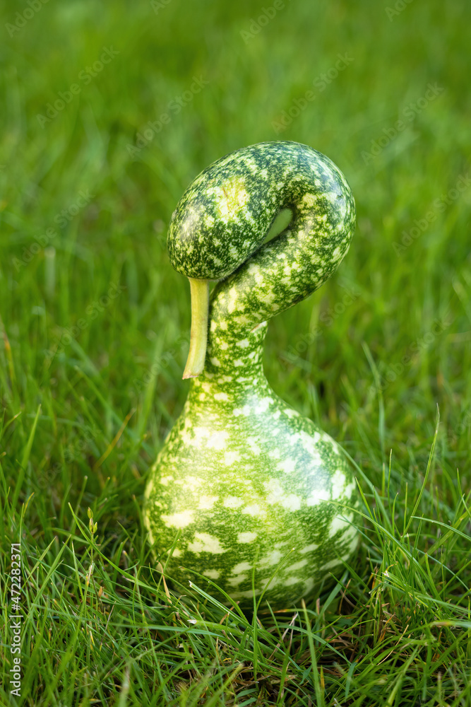 Organic Shape Photography Nature