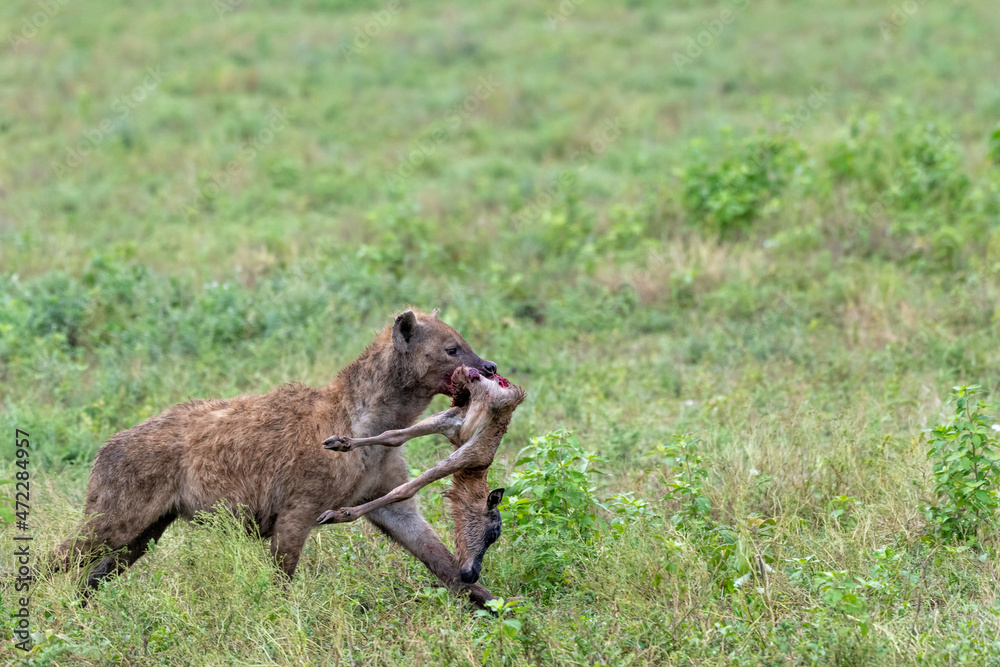 A hungry hyena brings away a dead newborn baby calf of a wildebeest ...