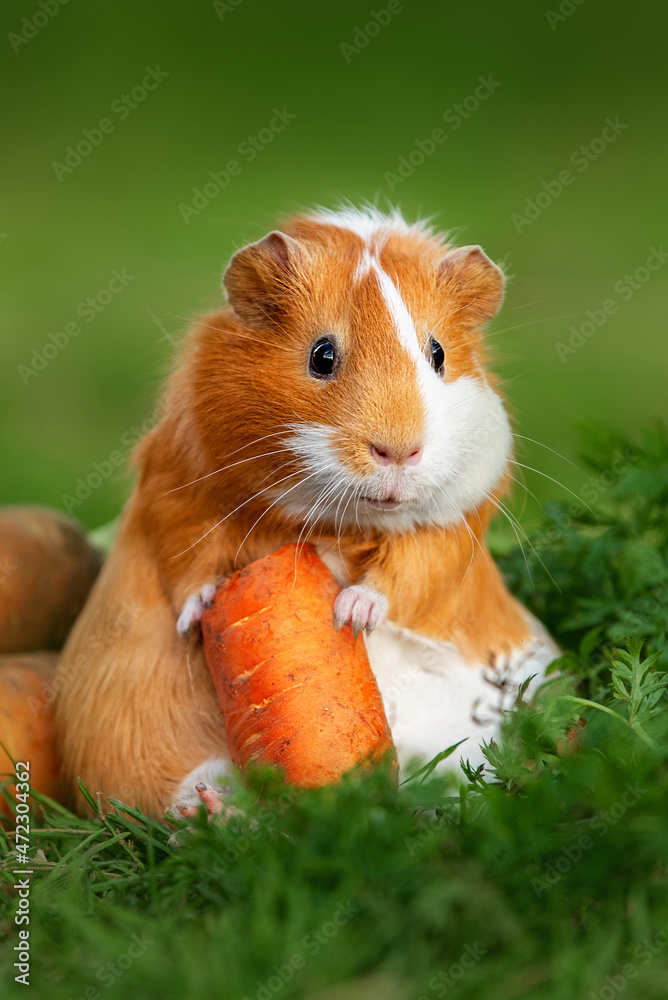 Funny fat guinea pig with a carrot in summer Stock Photo | Adobe Stock