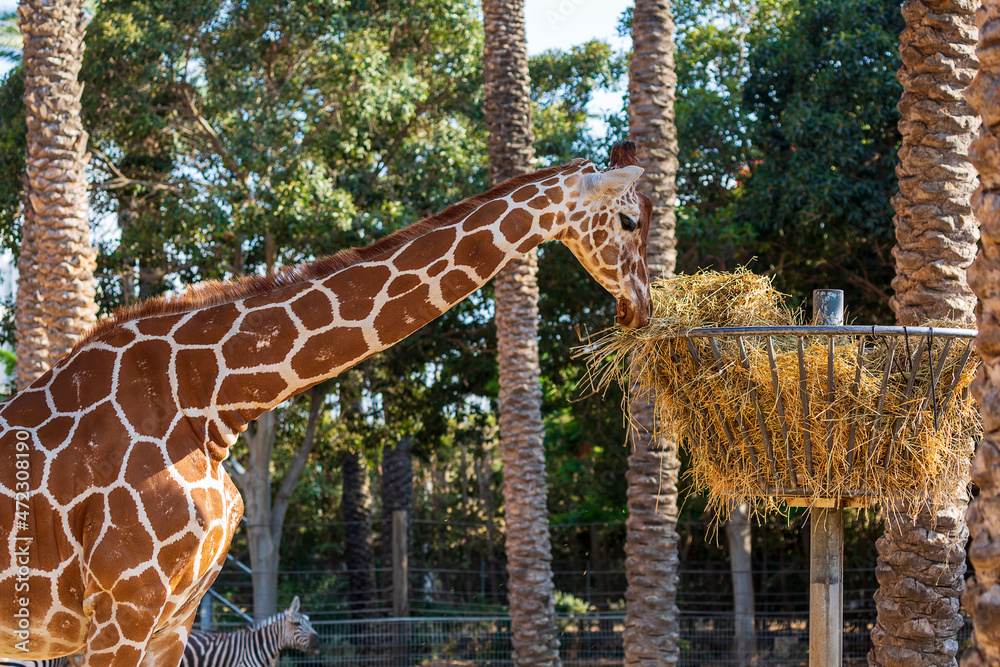 Beautiful giraffe eating hay from a hay basket hanging in the air ...