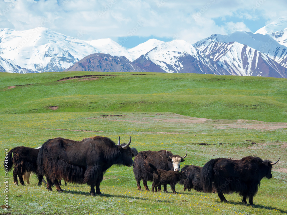 Domestic Yak on their summer pasture. Alaj Valley in front of the Trans ...