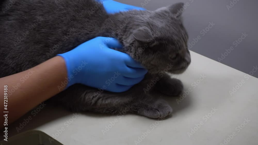 Preliminary examination of the cat by a veterinarian. Pet care at ...