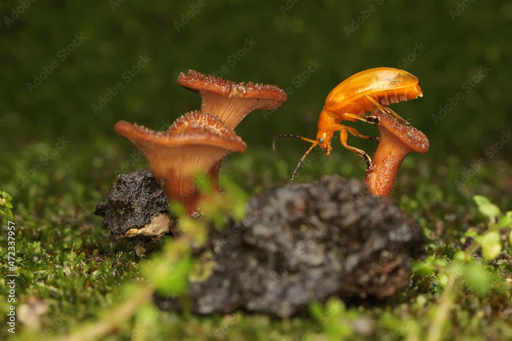 A cucurbit beetle is looking for food on a fungus growing on rotting ...