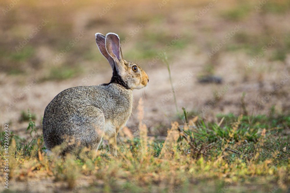 Black-naped hare resting on the shade of a tree in Yala, Sri Lanka ...