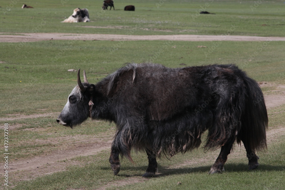 Yak in steppes of Mongolia near Ulaanbaatar city. Mongolian nature ...