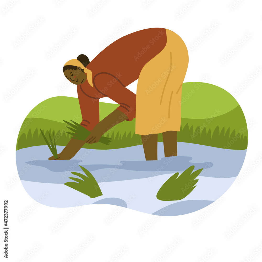 Woman worker is planting rice in the field. Rice planting in Asia ...