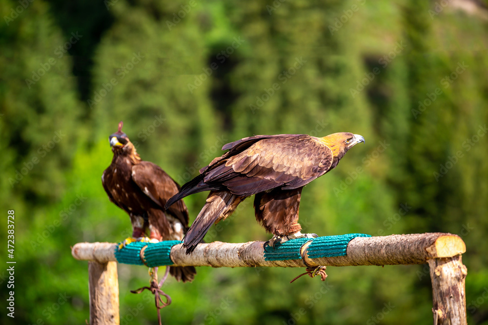 Bird Hunting Prey
