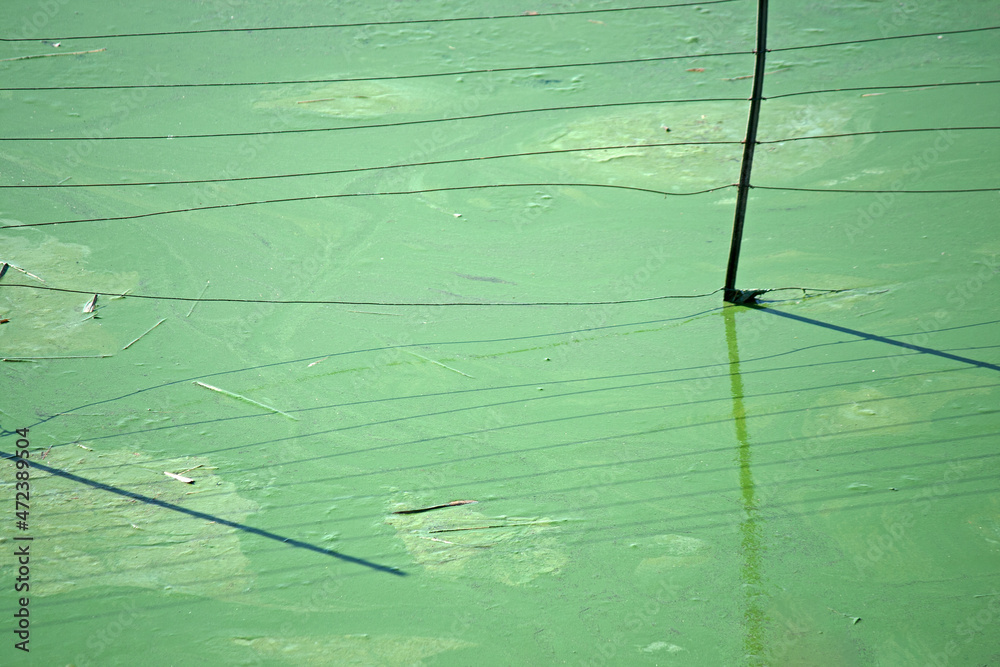 THICK GREEN SLUDGY DAM WATER DUE TO ALGAE GROWTH Stock Photo | Adobe Stock
