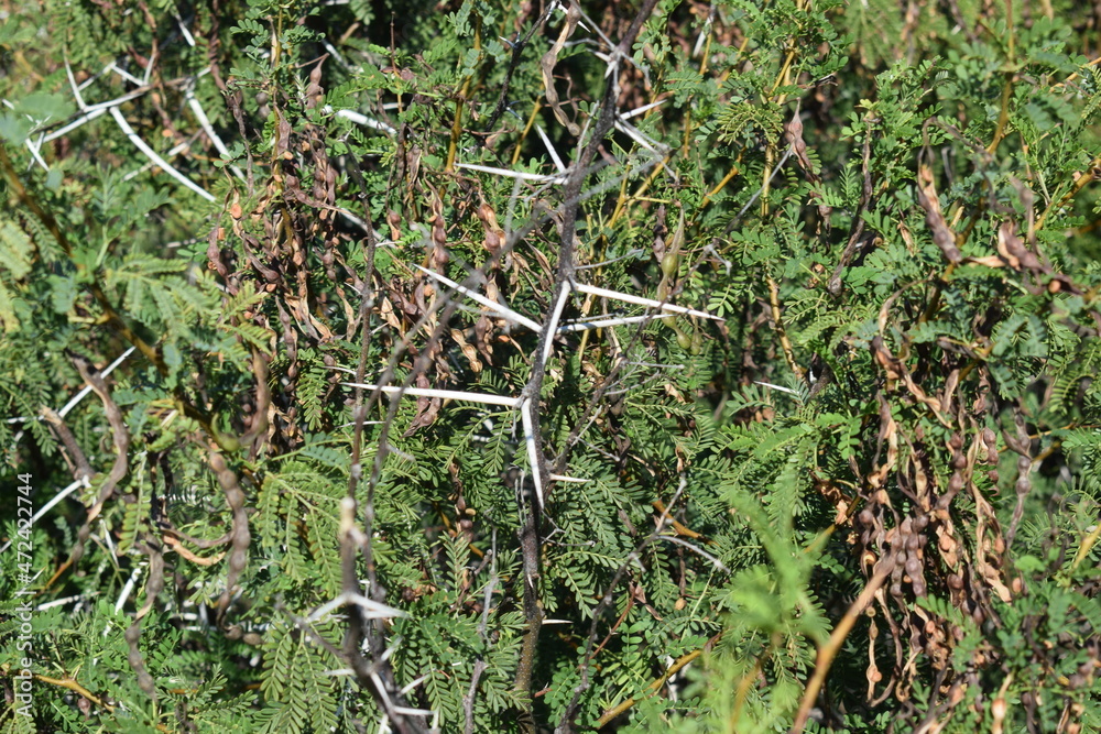 Foliage and thorns of honey locust (Gleditsia triacanthos), also known ...