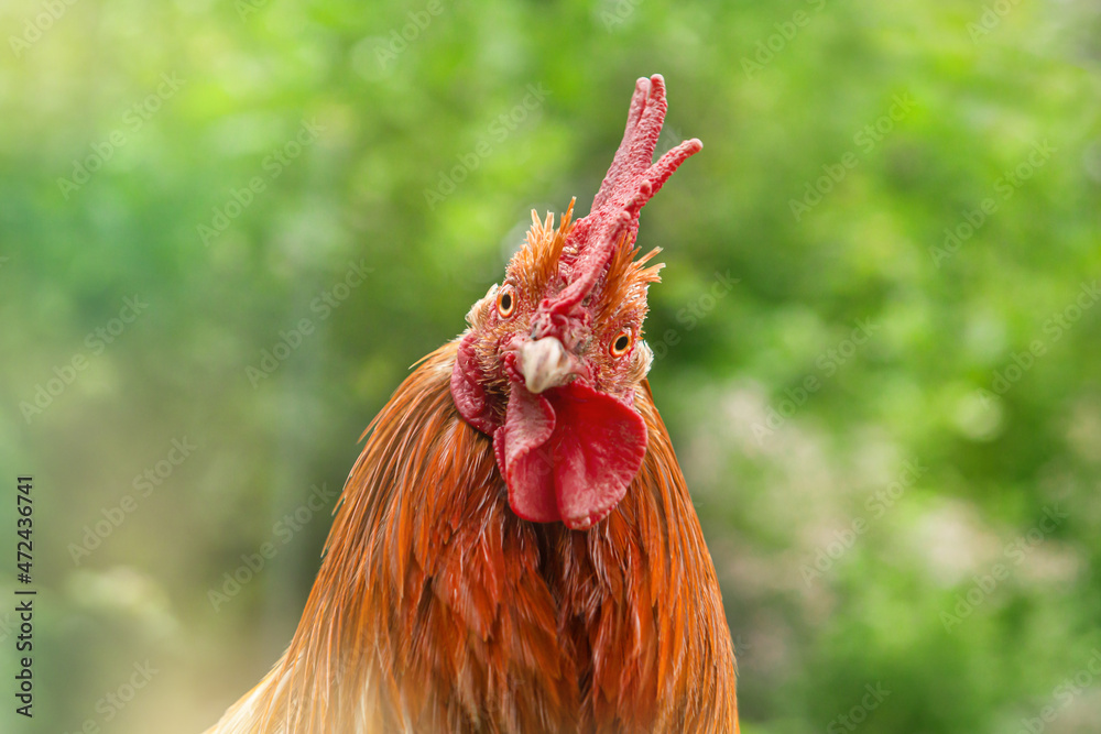 Head portrait of a funny looking brown free-range rooster outdoors ...