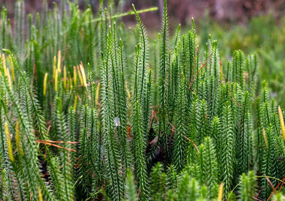 Lycopodium Obscurum