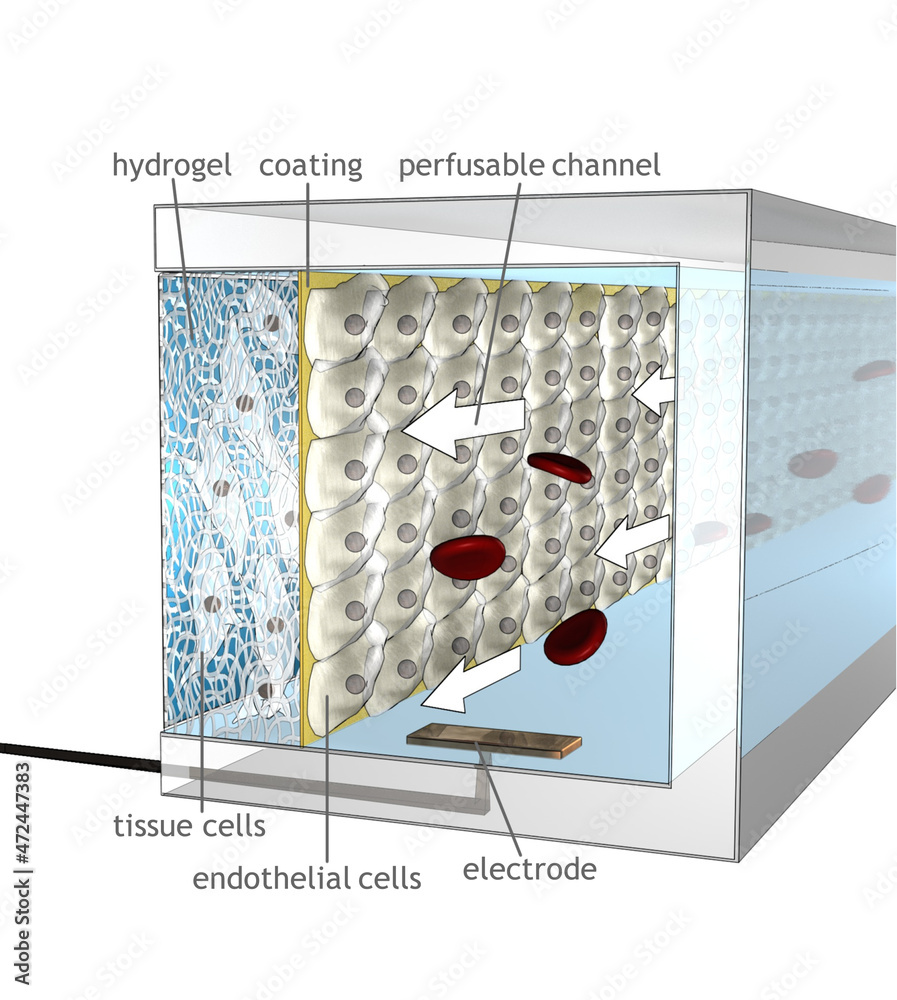 Organ-on-a-chip (model) II Stock Illustration | Adobe Stock
