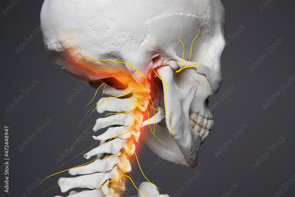 Neck pain, head nervous system human anatomy, bones and neck nerves ...