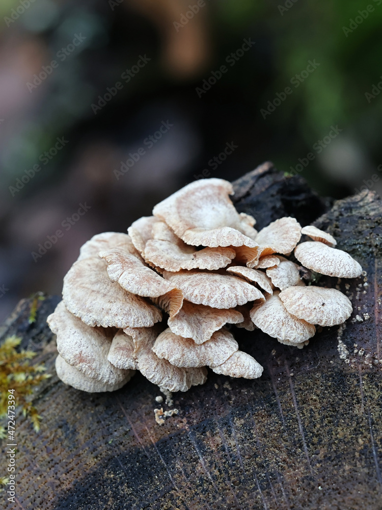 Panellus stipticus, commonly known as the bitter oyster, astringent ...